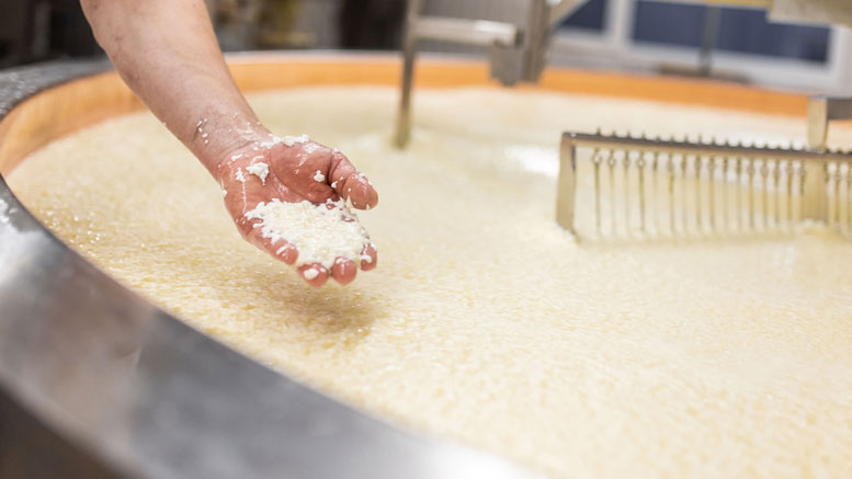 Appenzeller – A Swiss Favorite - Cheese Connoisseur